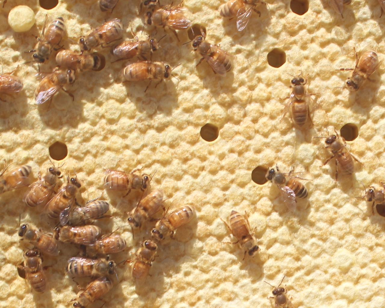 Week Three New Package Inspection – Walberg Heights Apiary Tales