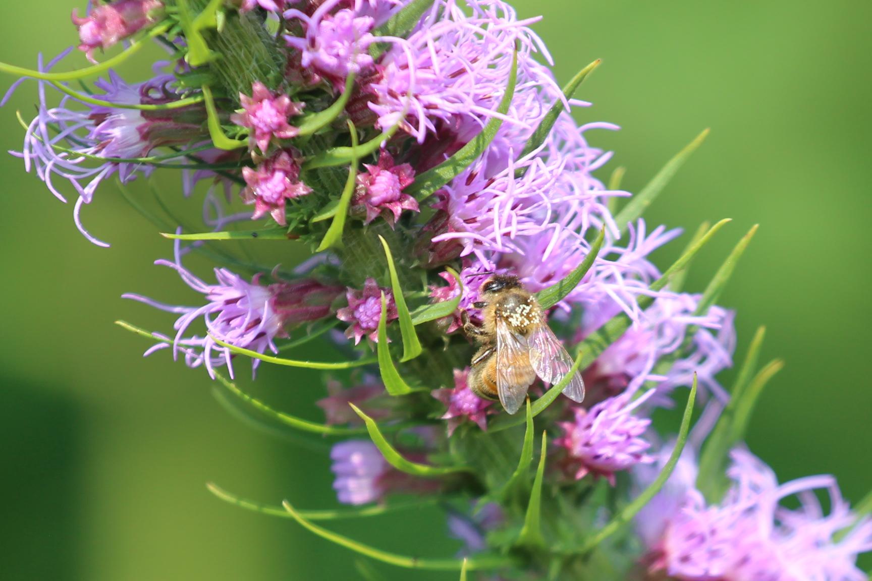 Walberg Heights Apiary Tales – W.H.A.T.